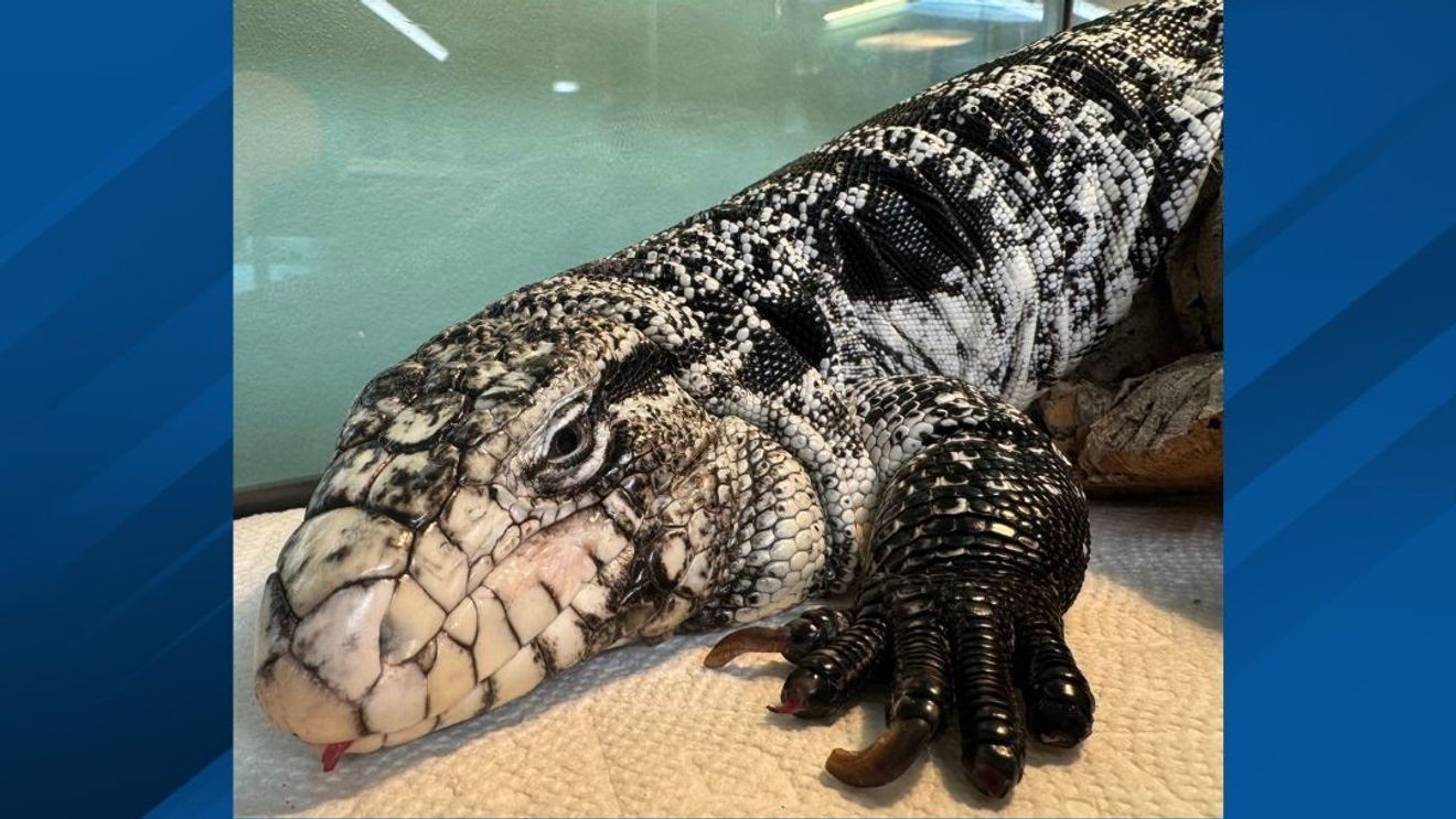 Providence man finds large tegu while shoveling snow-covered driveway